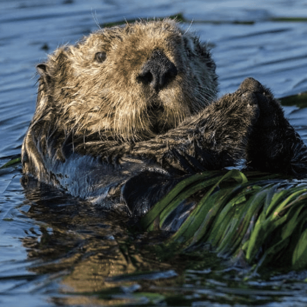 Joe Roman | Biologist and Author